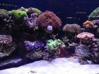 【OPPO R1S R8007/移动4G】报价_参数_图片_论坛_OPPO OPPO R8007,OPPO R1L手机报价-ZOL中关村在线